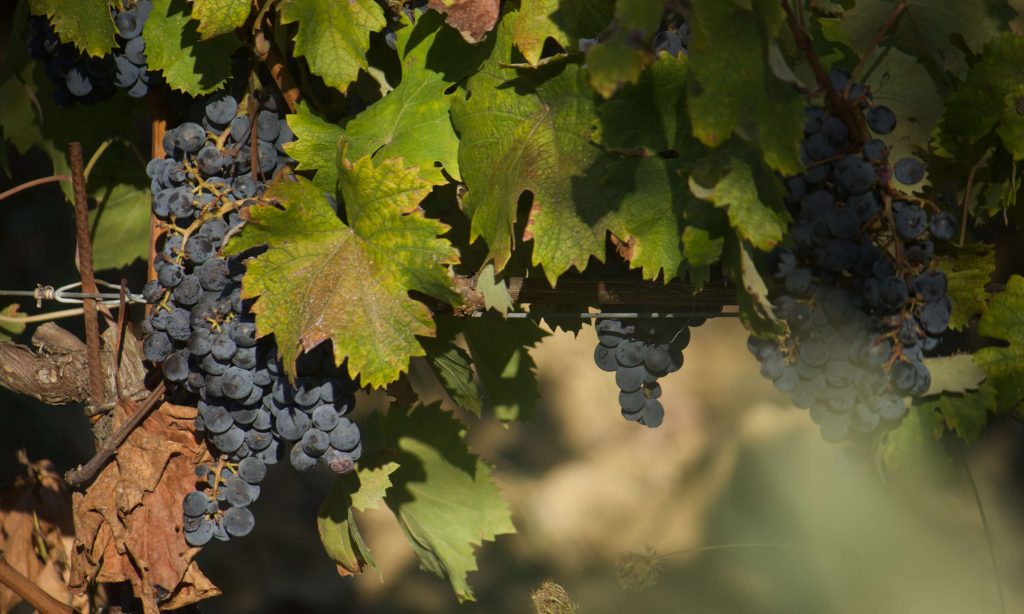 Que Syrah, Syrah. – The Prairie Wino